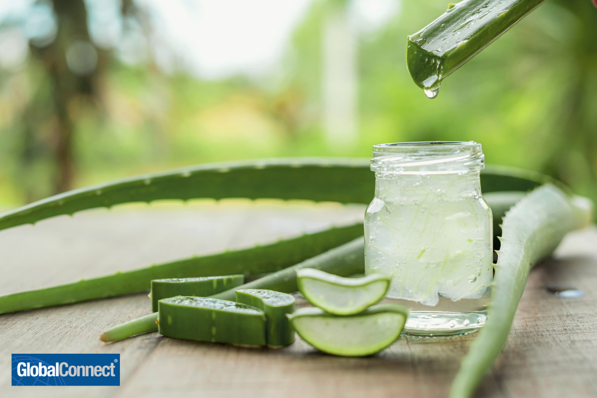 Unlocking the Natural Benefits of Aloe Vera - GlobalConnect® Breaktime Buzz